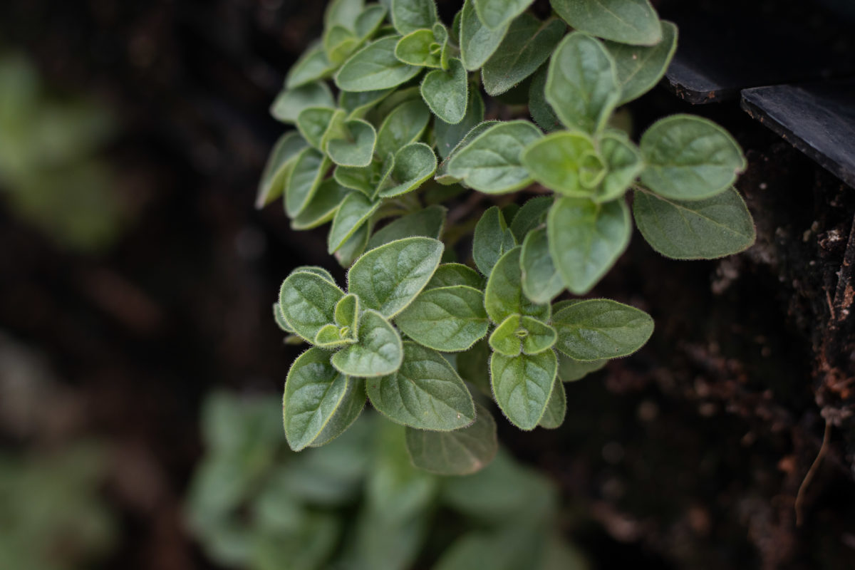 Tips for Growing Za'atar at Home | Asif