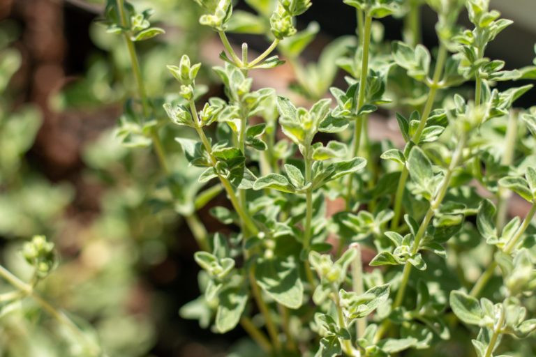 Tips for Growing Za'atar at Home | Asif